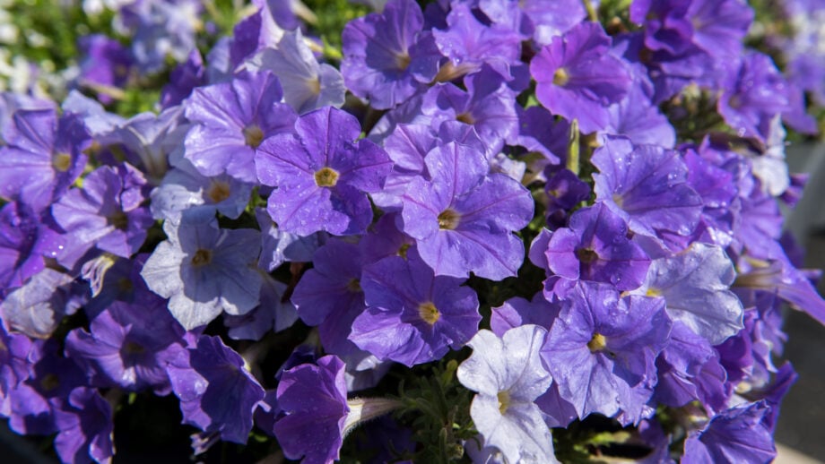 11 Most Fragrant Petunia Varieties to Grow This Season
