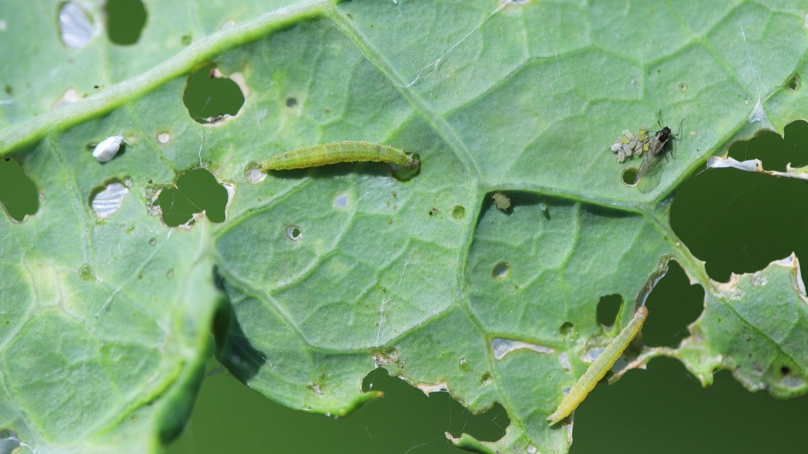 What's Eating My Broccoli? 7 Common Broccoli Pests