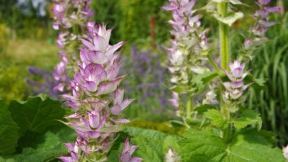 How to Plant, Grow, and Care For Clary Sage