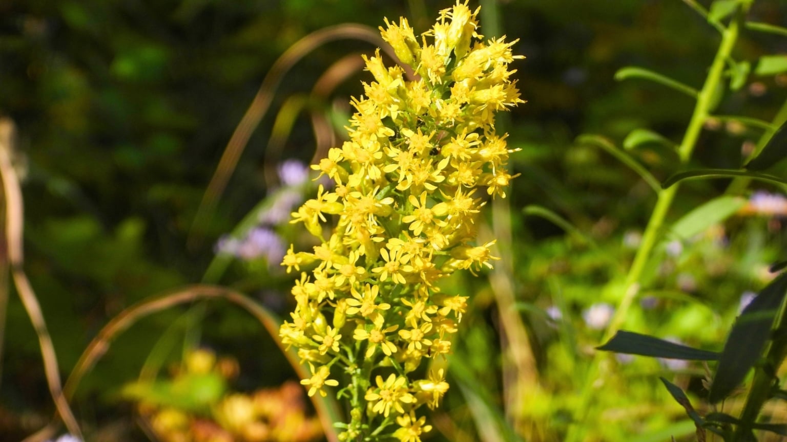 17 Native Plants for Pollinators in Midwest Gardens