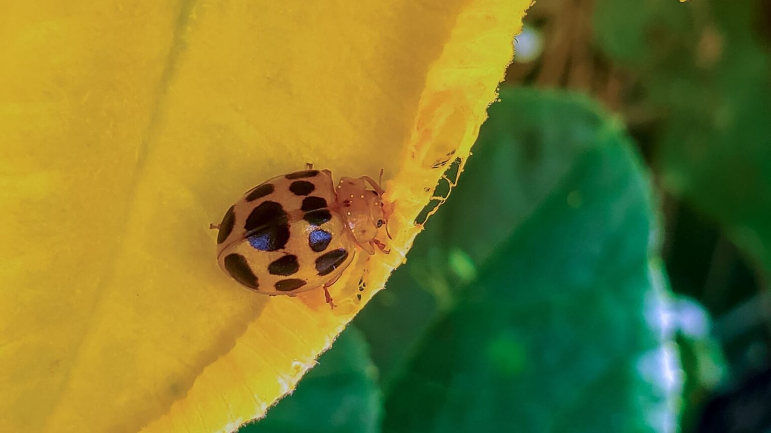 What’s Eating My Zucchini? 9 Pests to Watch For