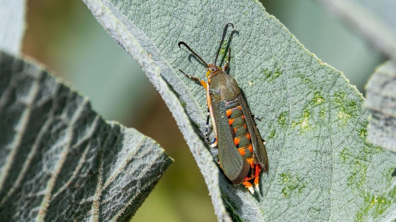 How to Plant, Grow, and Care For ‘Jubilee’ Bush Watermelons