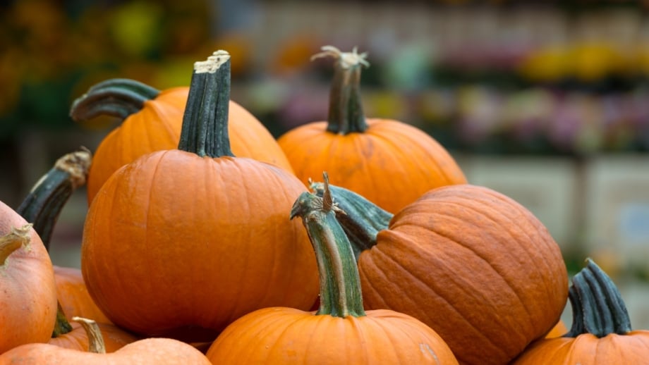 9 Mini-Pumpkin Varieties You Should Plant Now for Fall