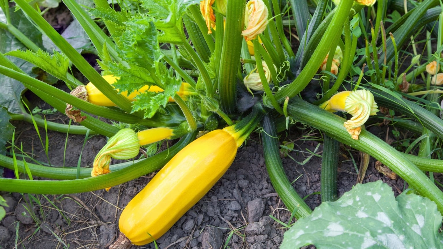 May Seed-Starting: What to Plant Now