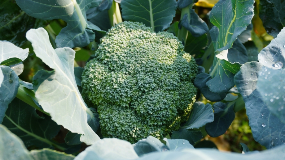 7 Heat-Tolerant Broccoli Varieties to Plant in June