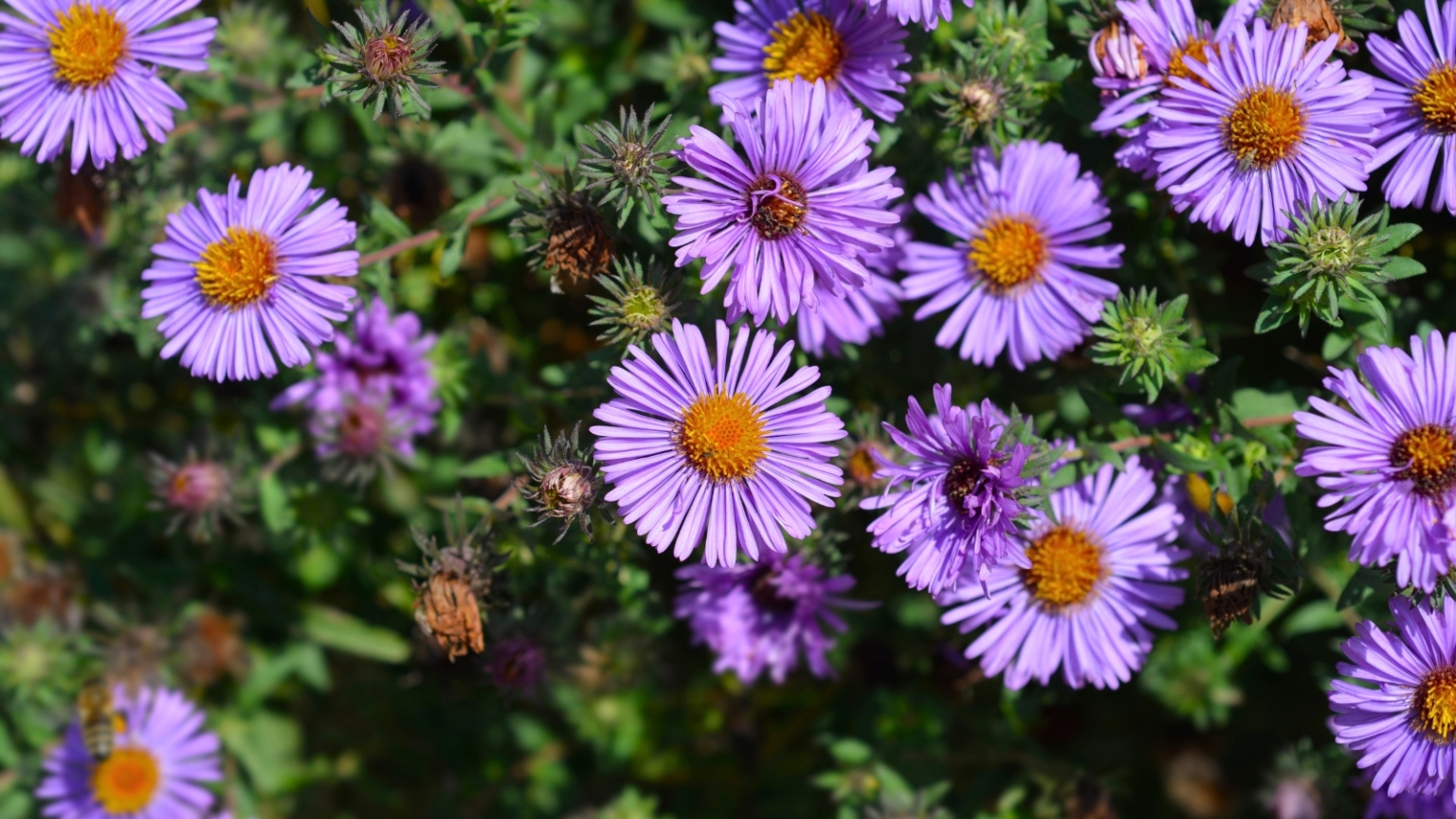 17 Native Plants for Pollinators in Midwest Gardens