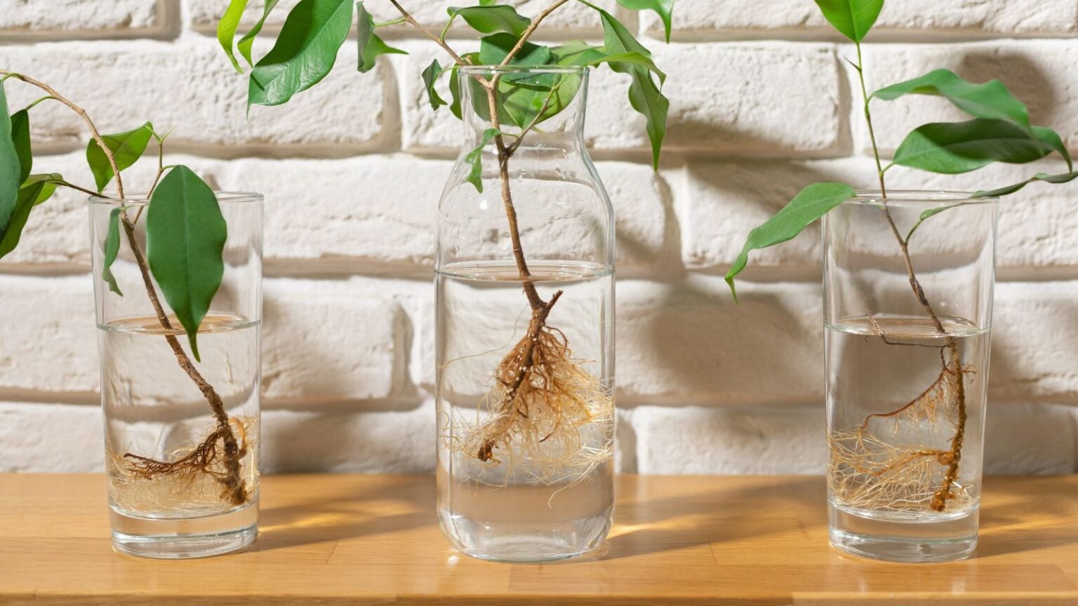 How to Root Petunias in Water in 7 Simple Steps