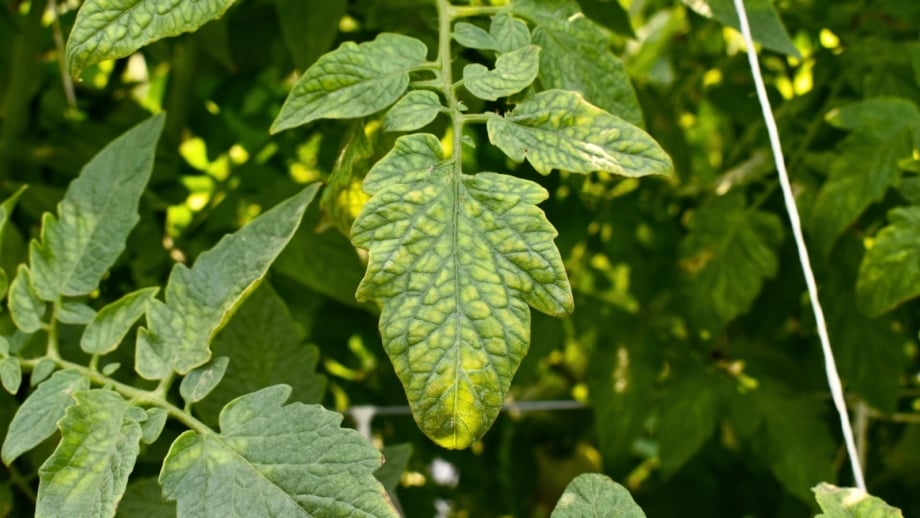 7 Reasons Your Tomato Plants Are Stressed and How to Fix It