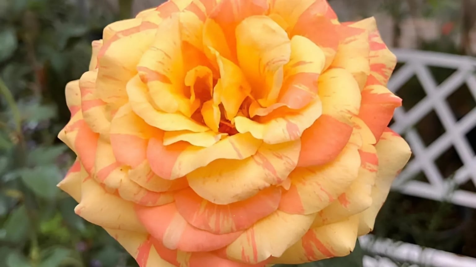 13 Showstopping Striped Roses For Your Summer Garden