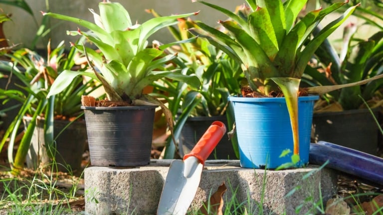 7 Bromeliad After-Bloom Care Tips