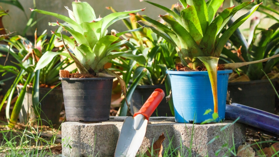 7 Bromeliad After-Bloom Care Tips