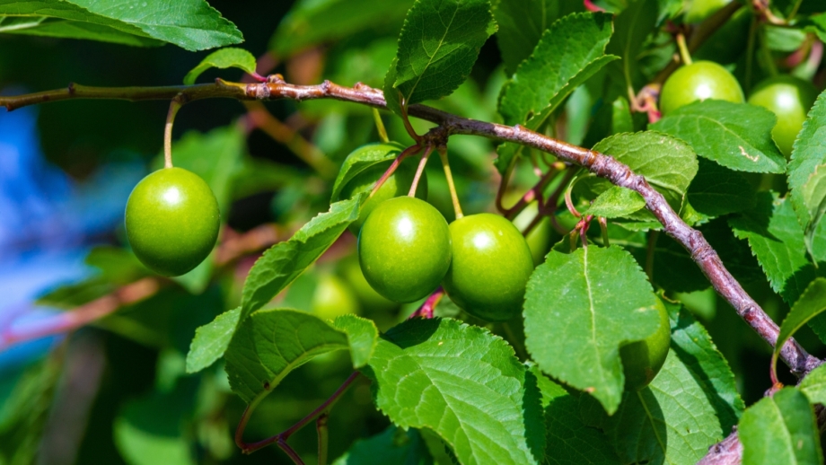 How to Thin Plum Trees in 5 Simple Steps