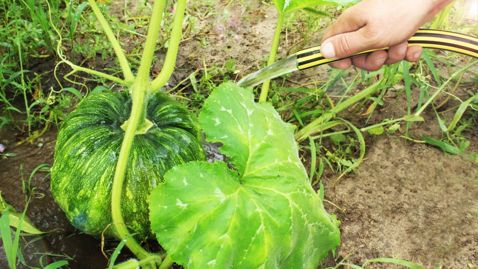 When and How Much to Water Pumpkin Plants for a Healthy Patch
