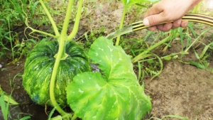 When and How Much to Water Pumpkin Plants for a Healthy Patch