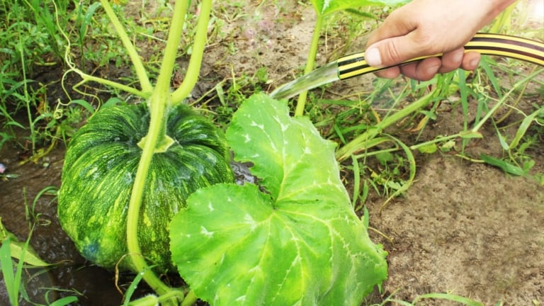 When and How Much to Water Pumpkin Plants for a Healthy Patch