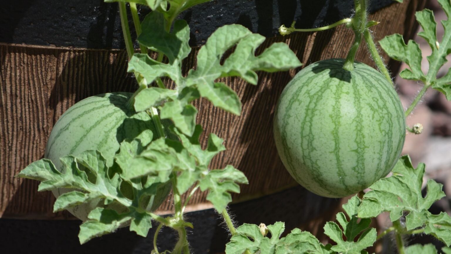 10 Mini Watermelon Varieties For Small Spaces