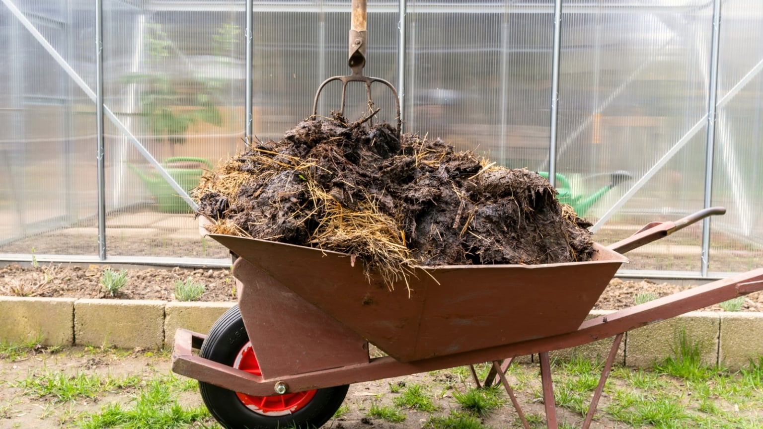 The Best Way to Use Cow Manure in the Garden