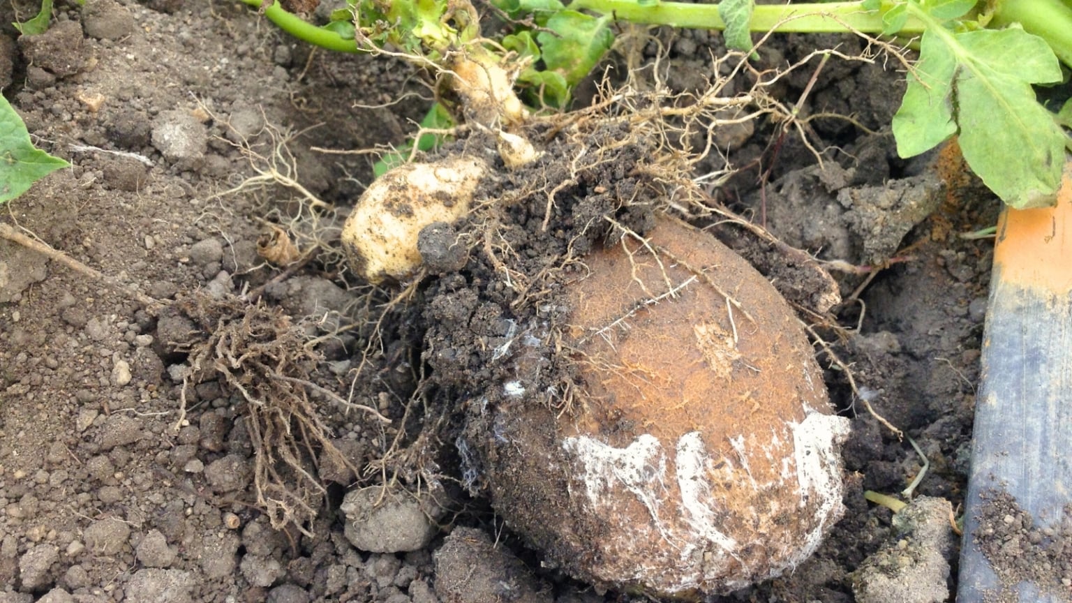 9 Potato Plant Diseases to Watch For This Season