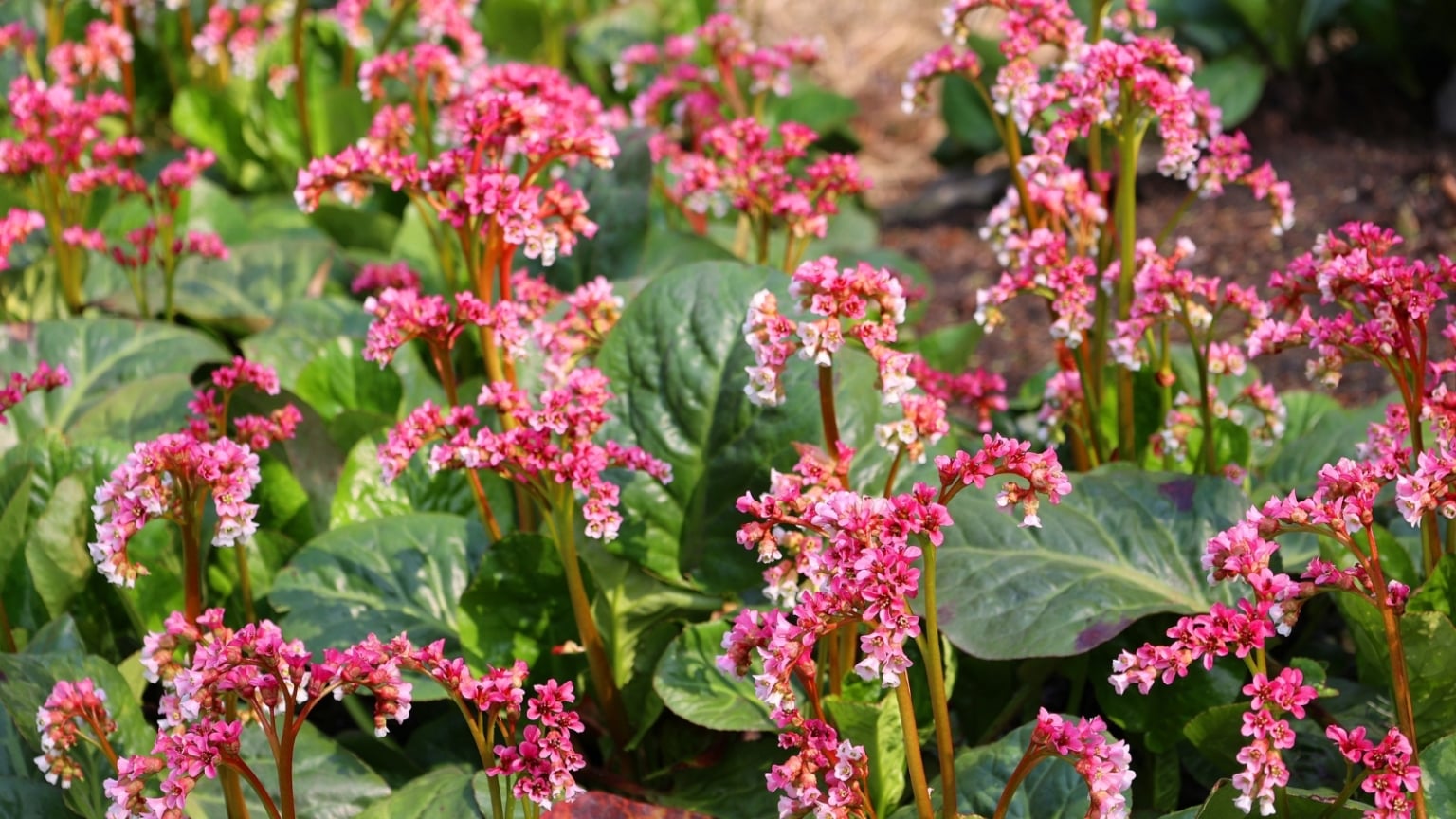 How to Plant, Grow, and Care for Bergenia