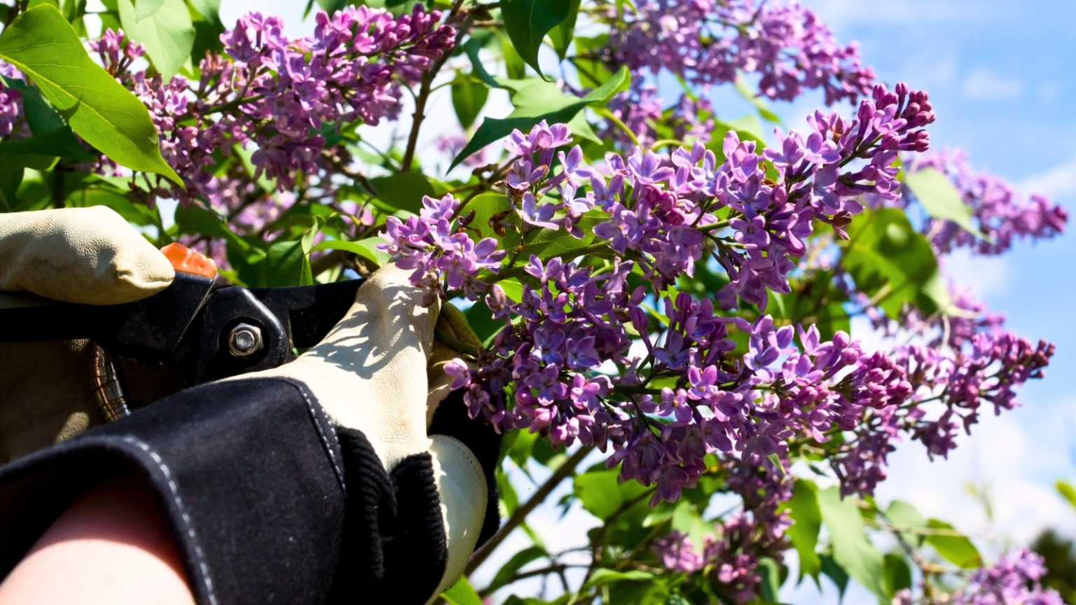 How to Keep Cut Lilac Blooms From Wilting