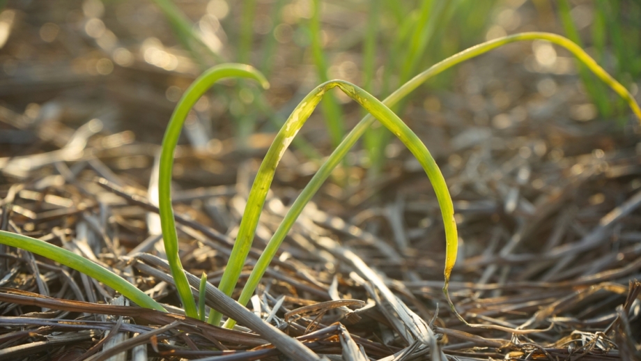 Why Are My Onion Tops Curling and Wilting?