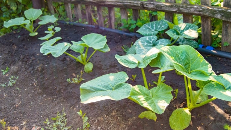 When and How Much to Water Pumpkin Plants for a Healthy Patch