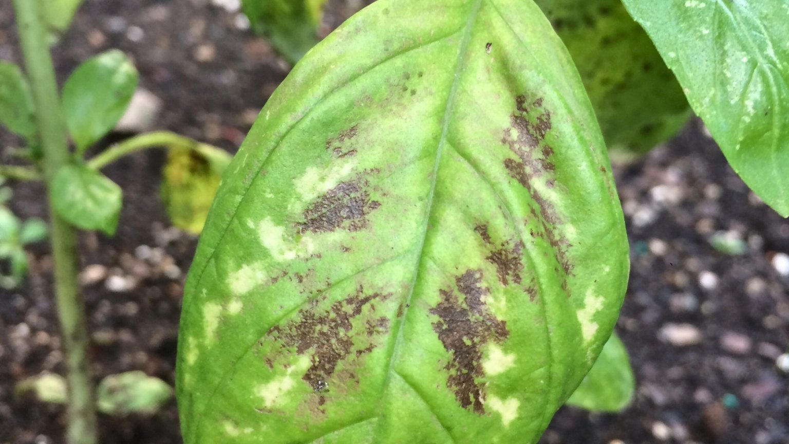 Basil Leaves Turning Brown and Yellow: Causes and Solutions