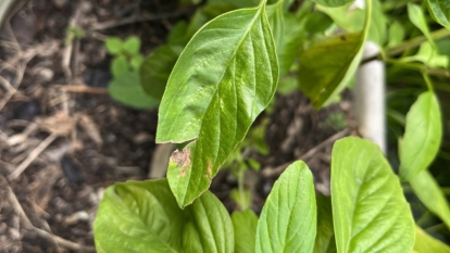 Basil Leaves Turning Brown and Yellow: Causes and Solutions