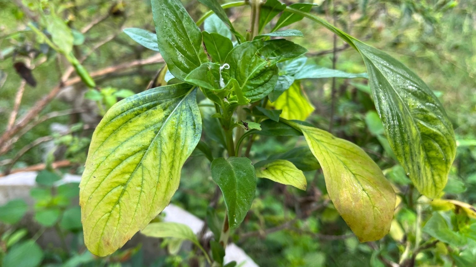 Basil Leaves Turning Brown and Yellow: Causes and Solutions