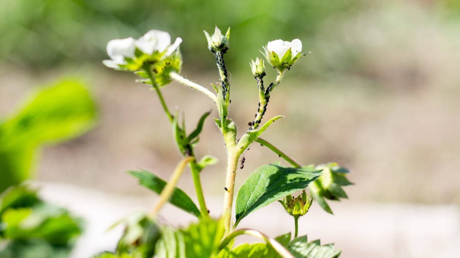 What’s Eating My Strawberries? 7 Strawberry Pests to Watch for