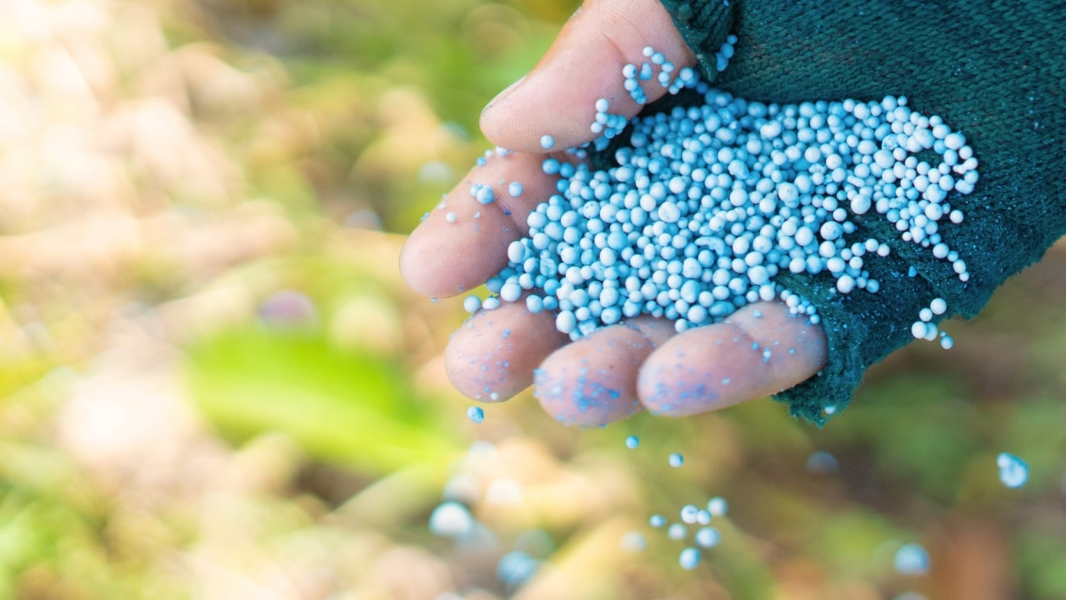 When and How to Fertilize Roses in Spring: 5 Expert Tips
