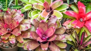 7 Bromeliad After-Bloom Care Tips