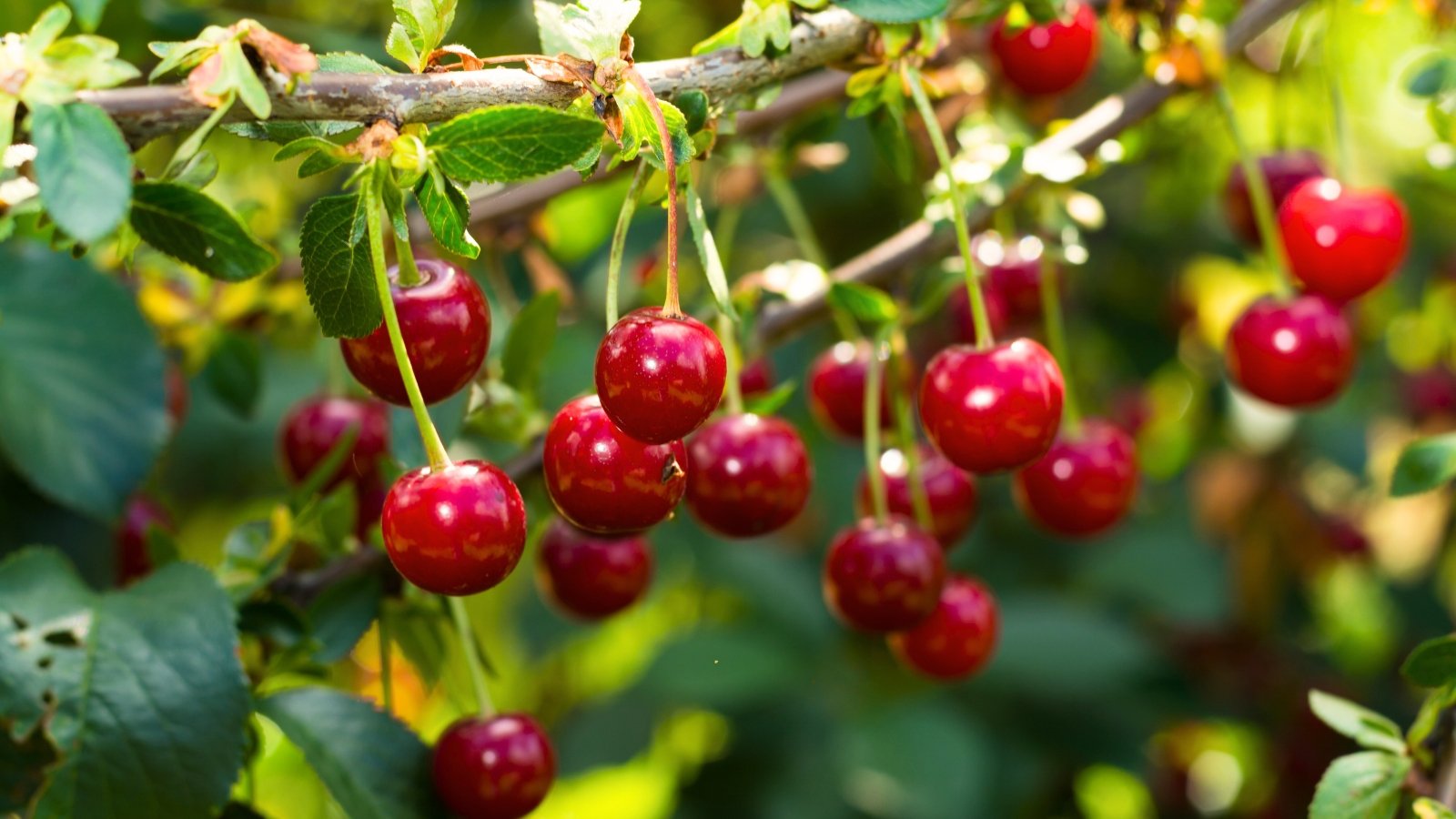 9 Best Cherry Varieties For Pie