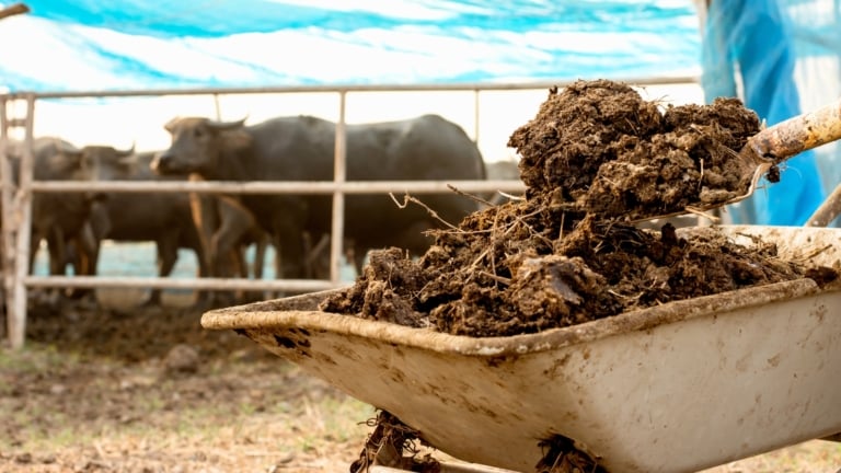 What Type of Manure is Best for the Garden?