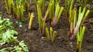 When and How to Cut Back Iris Leaves After Blooming
