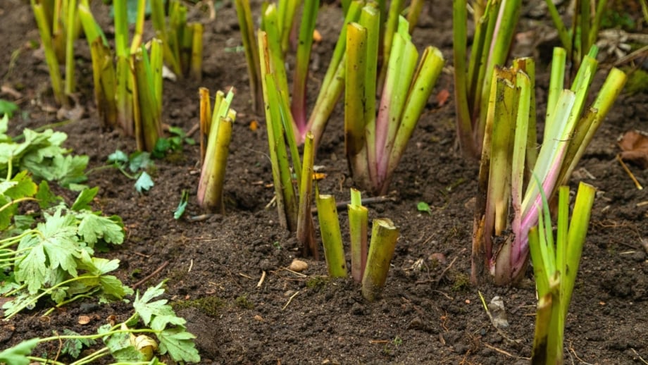 When and How to Cut Back Iris Leaves After Blooming