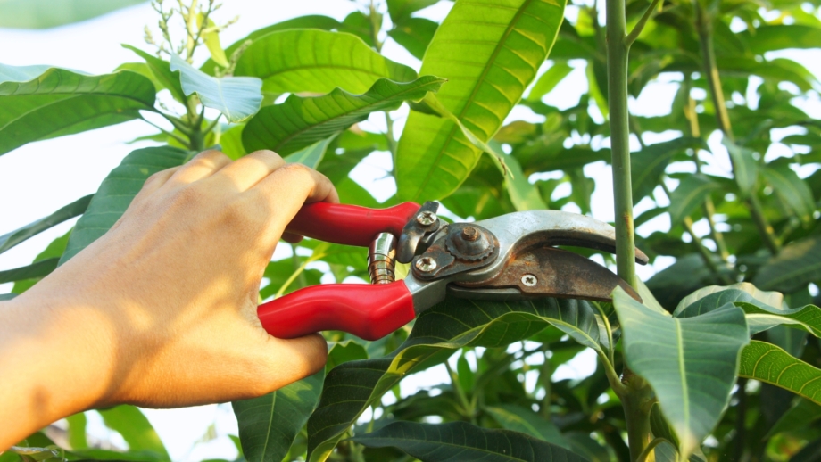 How Fast Do Mango Trees Grow?