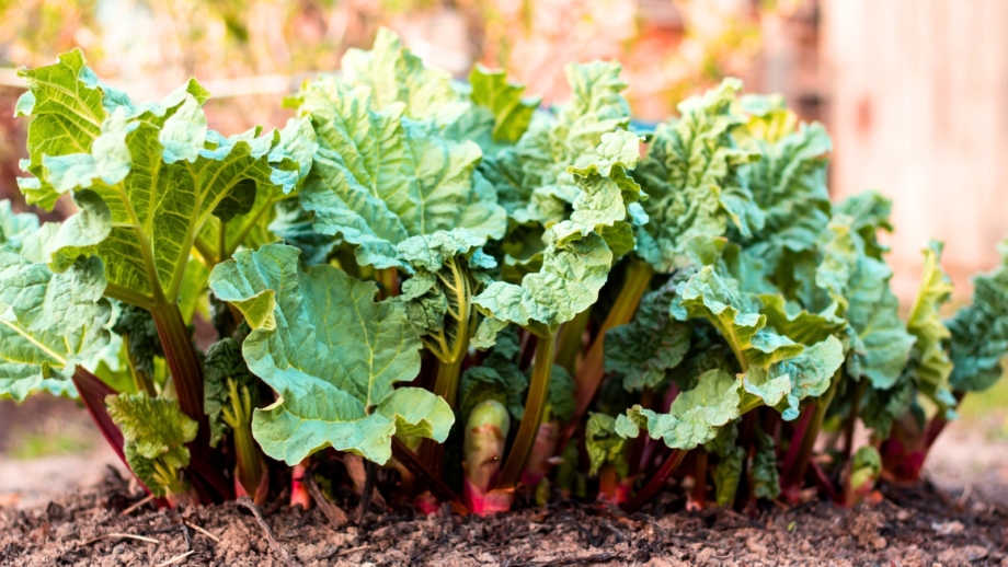 How and When to Divide Rhubarb: 9 Pro Tips