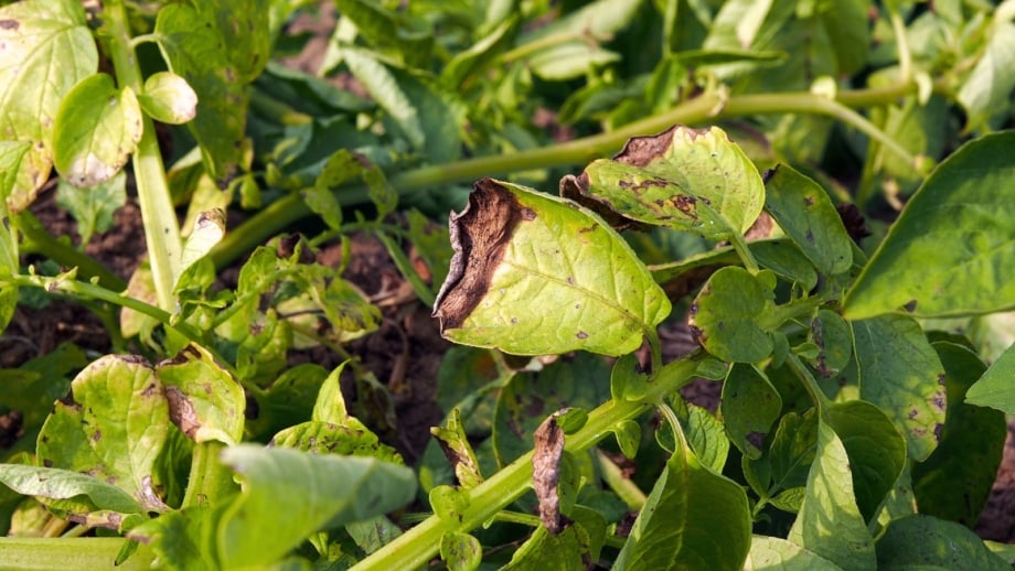 9 Potato Plant Diseases to Watch For This Season