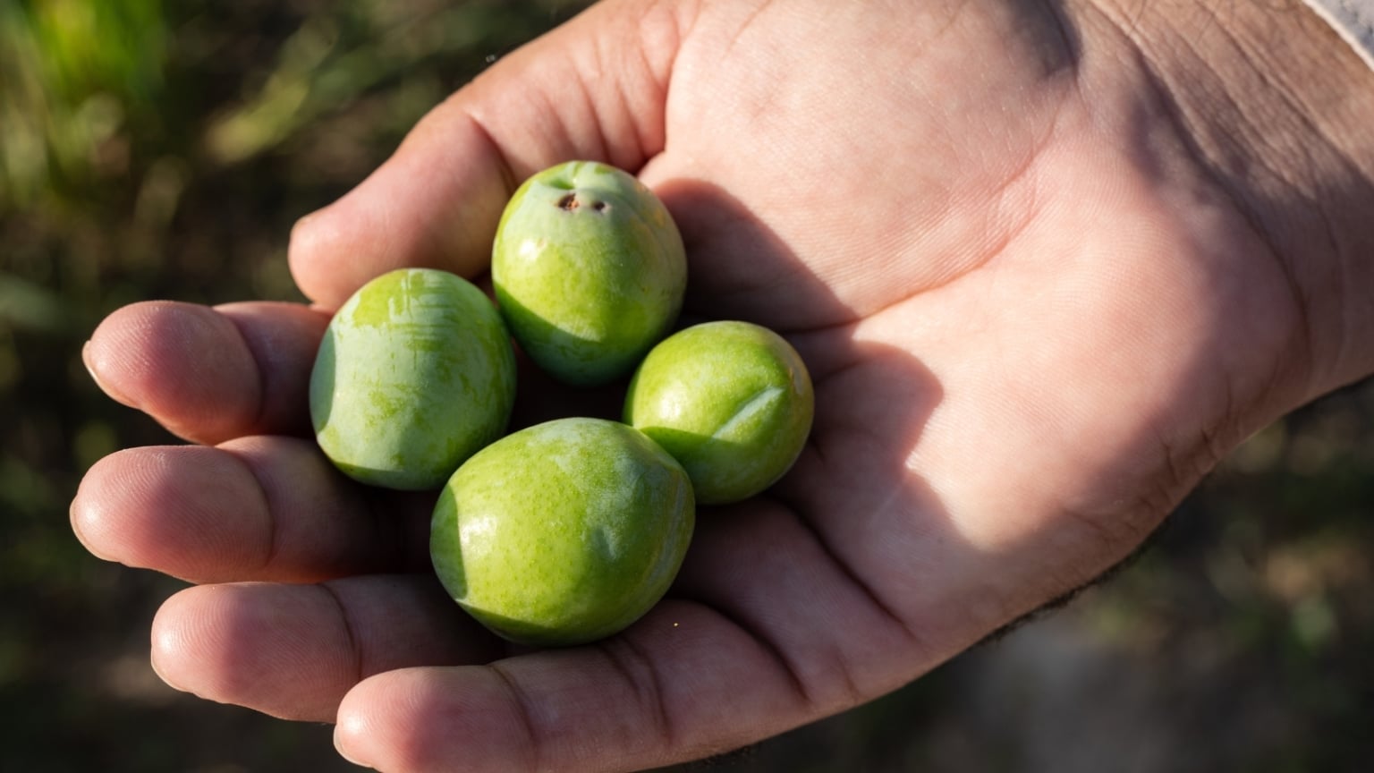 How to Thin Plum Trees in 5 Simple Steps