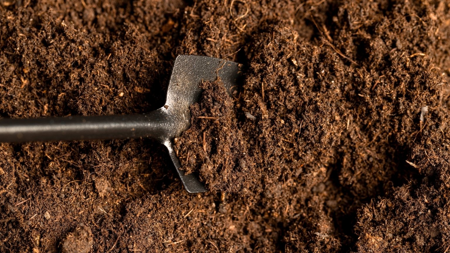 9 Reasons to Use Compost as Mulch This Year