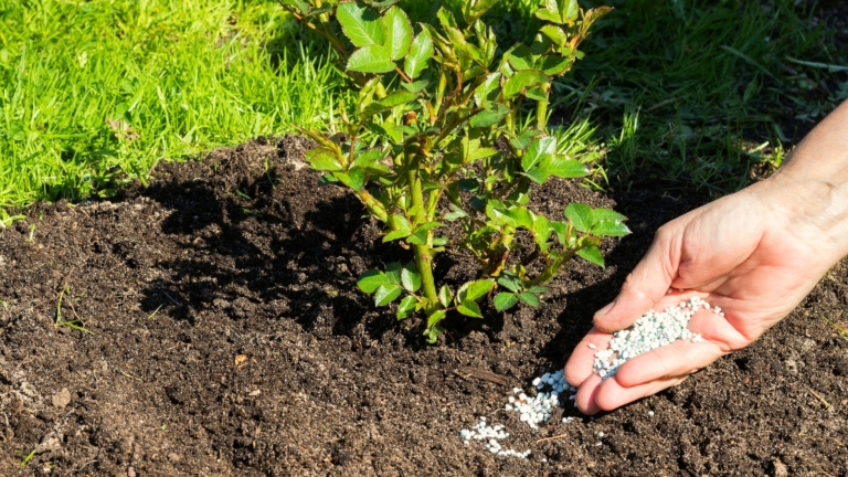 When and How to Fertilize Roses in Spring: 5 Expert Tips
