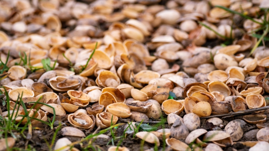 7 Creative Ways to Use Pistachio Shells in the Garden