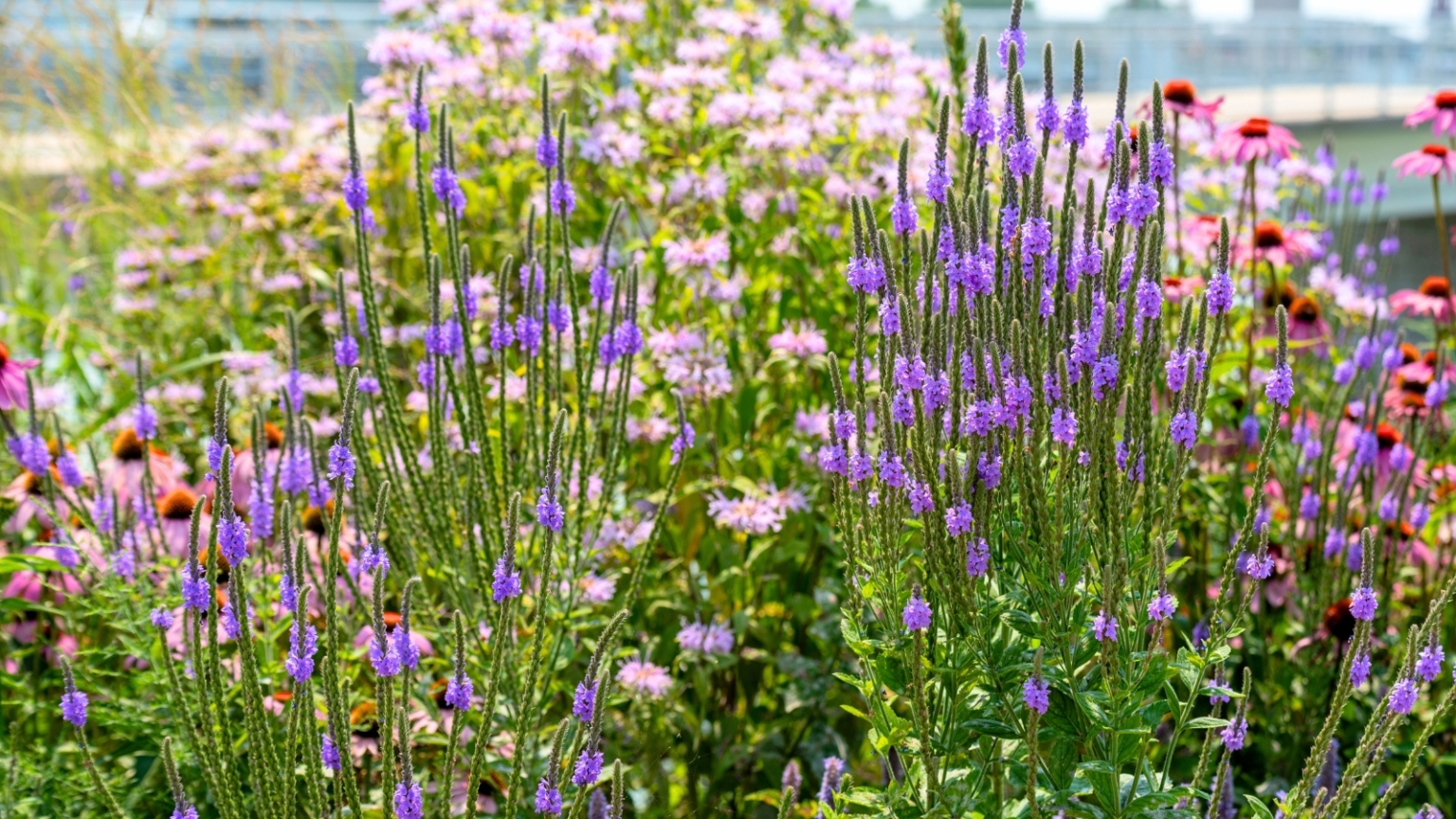 How to Find the Right Native Plants For Your Region
