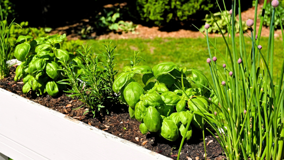 How to Start a Raised Bed Herb Garden