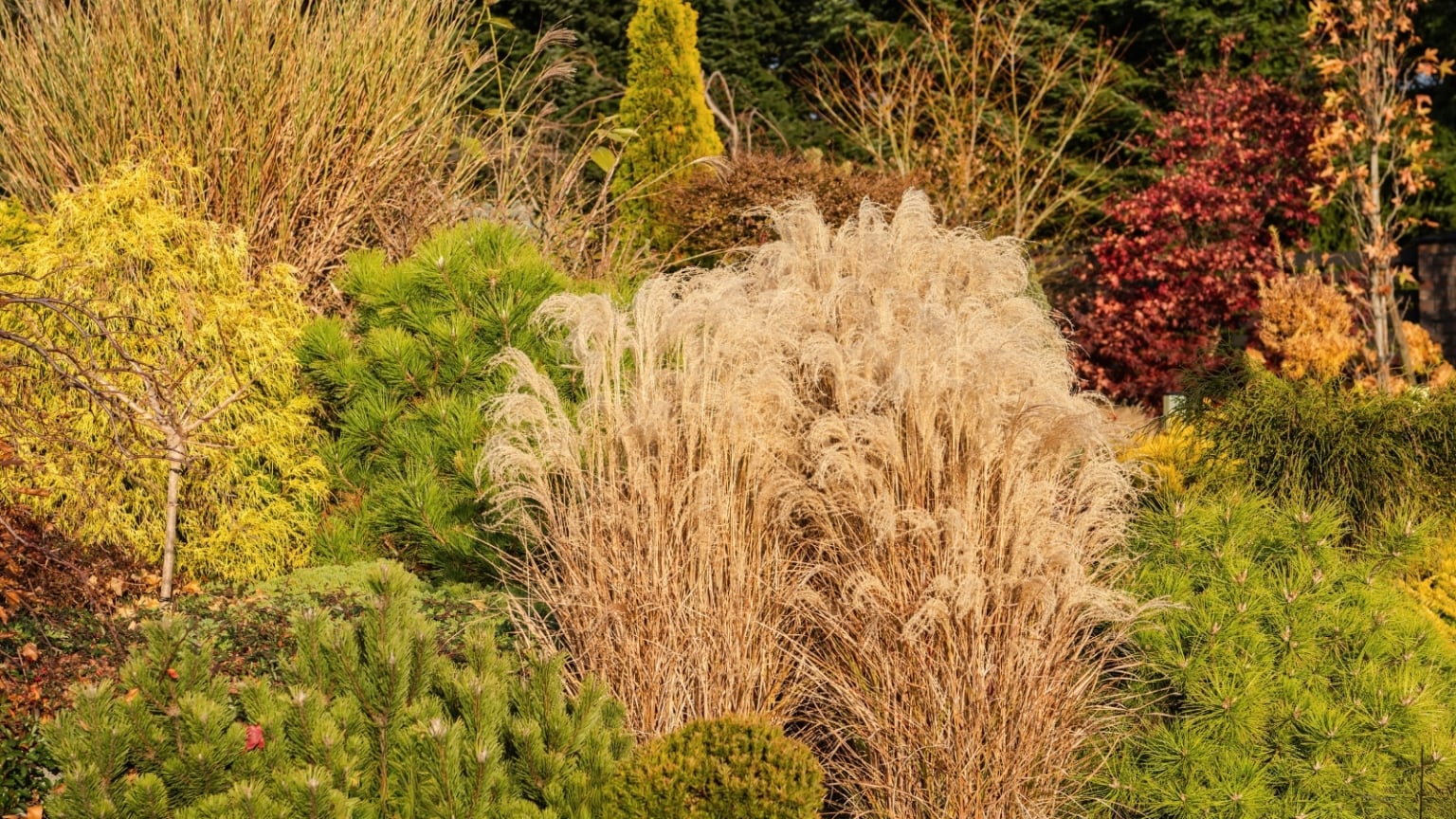 When to Cut Back Your Ornamental Grasses: Tips for Popular Varieties