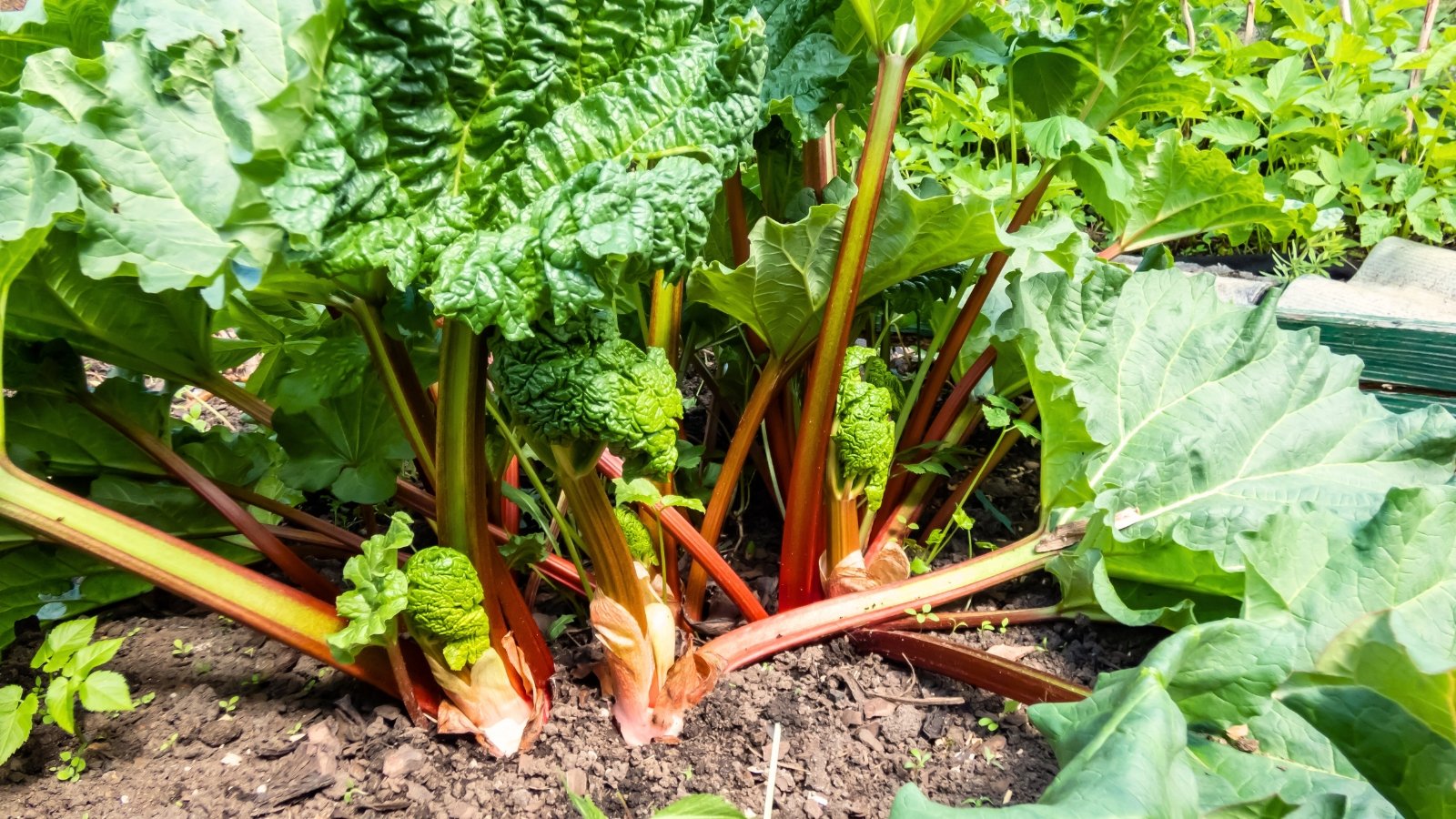 How and When to Divide Rhubarb: 9 Pro Tips