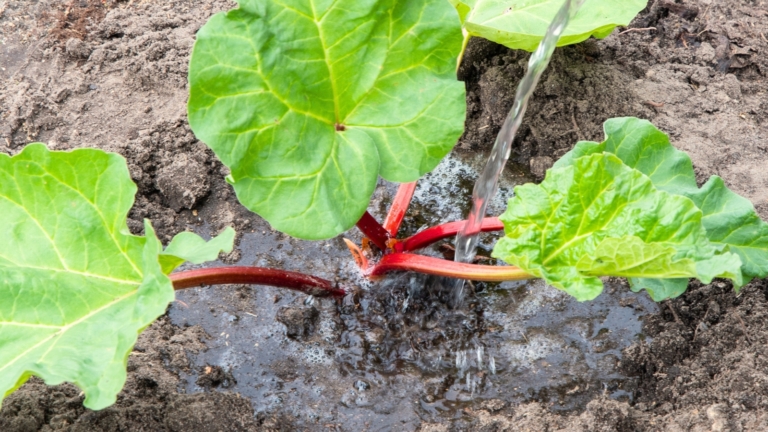 9 Tips for Growing Delicious Rhubarb in Pots and Containers