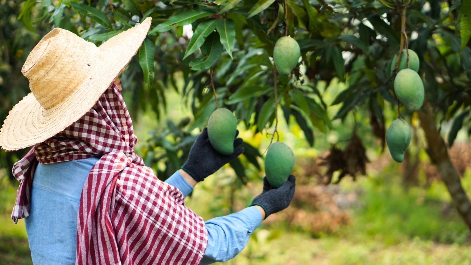 How Fast Do Mango Trees Grow?