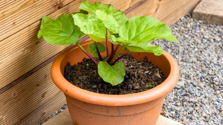 9 Tips for Growing Delicious Rhubarb in Pots and Containers